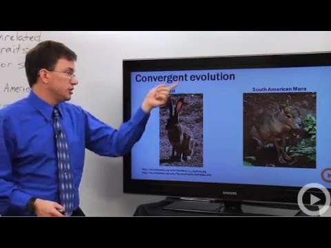 Convergent Evolution