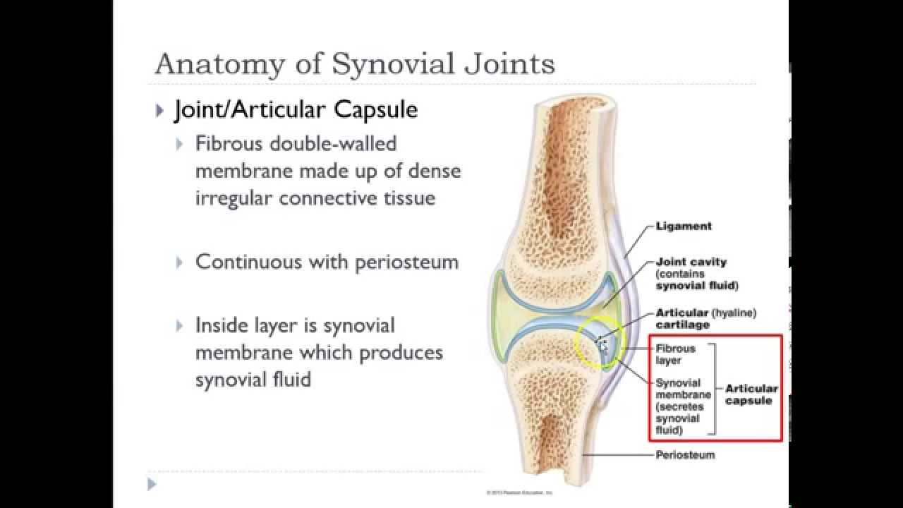 Synovial joints Bursa and Tendon sheaths..