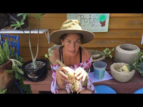 Desert roses where to buy them in the USA