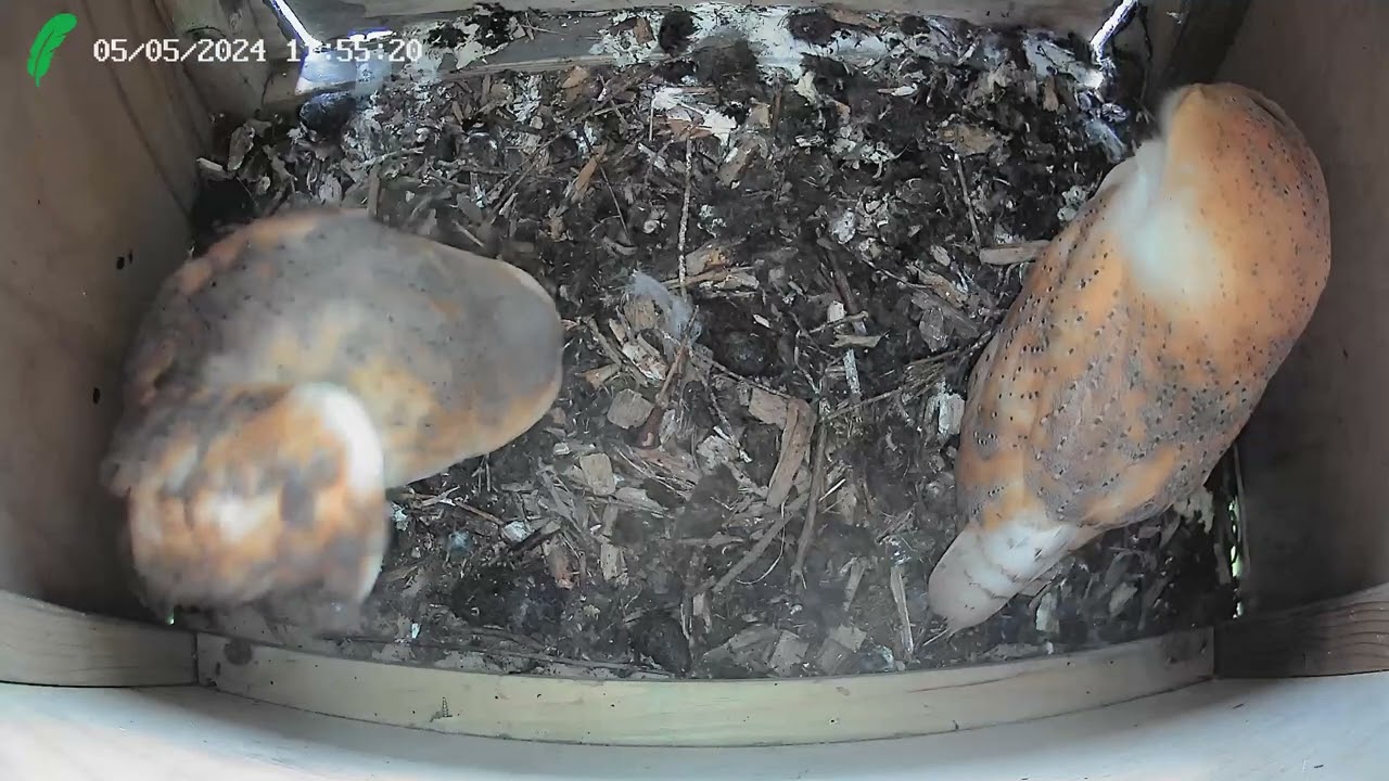 Barn Owls. Betty shows off her second egg