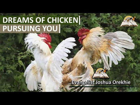 Dreams of Chicken Chasing You - Hen, Rooster Spiritual Meaning