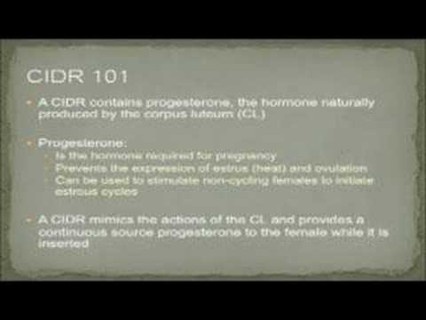 CIDR MOVIE