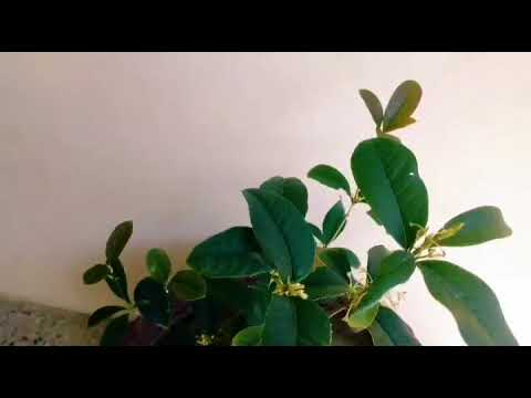 sweet osmanthus plant tea olive