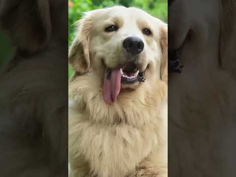 Top 10 Smartest Dog Breeds!