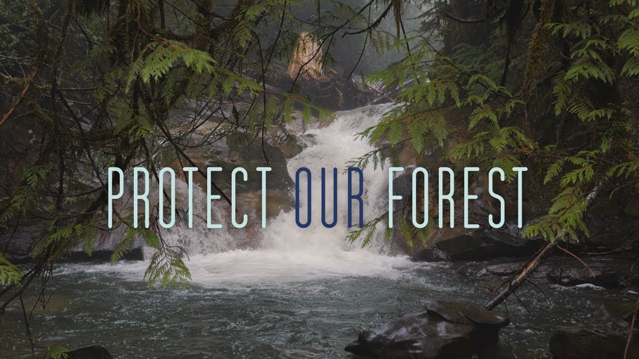 Let's Protect Our Forest