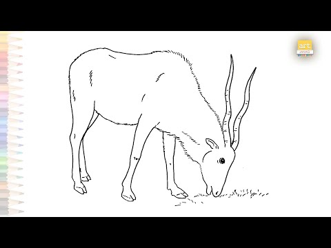 Addax drawings easy | Wild animal drawing sketches | How to draw Addax antelope step by step