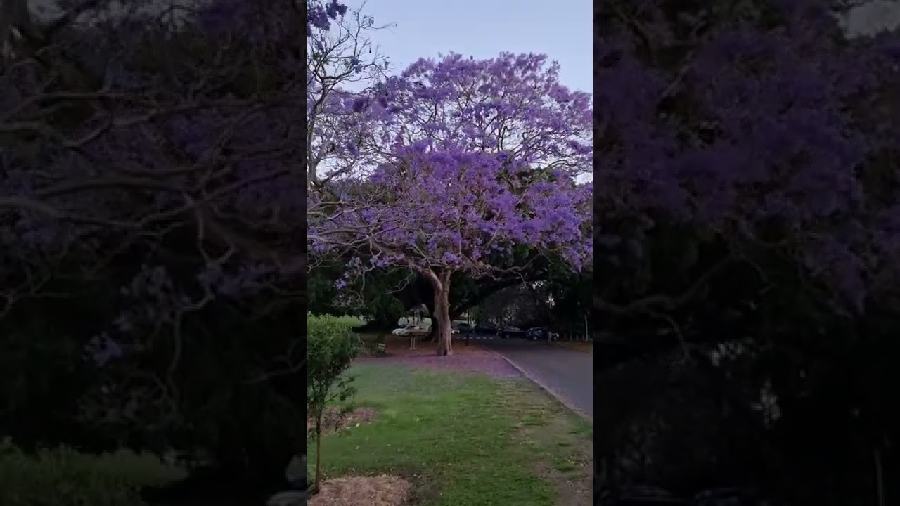 Jacaranda Tree
