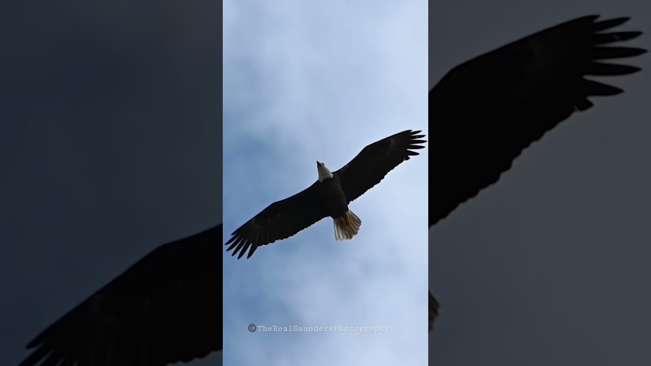 Fly Eagles Fly #eagle #baldeagle #trsp #eaglesnation #m15