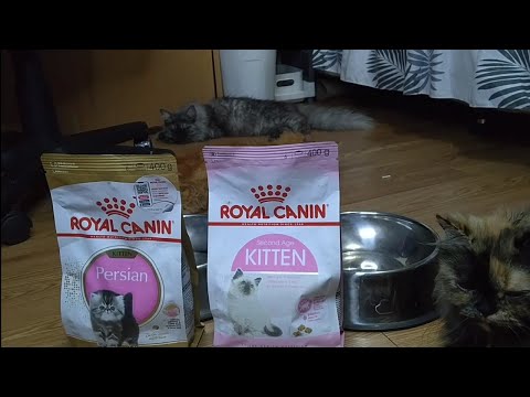 Reaksi kucing pertama kali nyobain Royal Canin