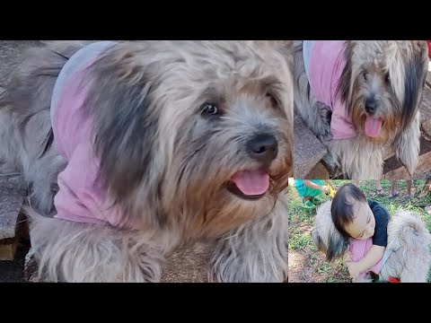 Cute dogs