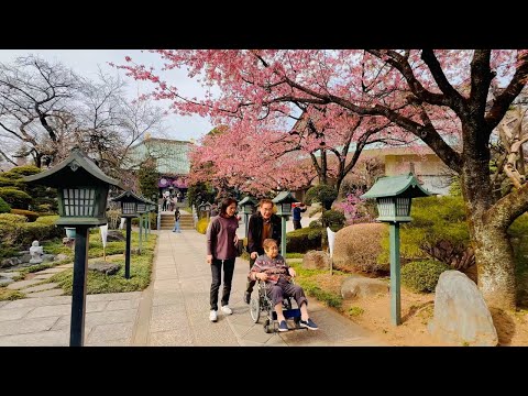 Japanese cherry blossoms garden walking tour in Saitama| Japan Walk
