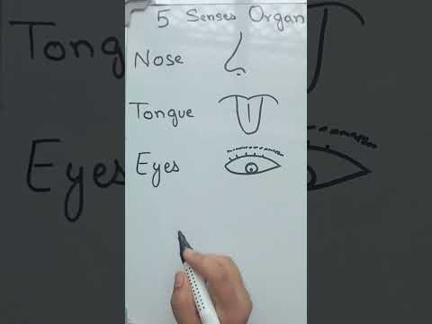 5 Senses Organ #science #shorts
