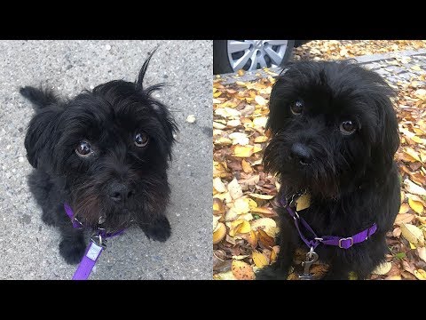 The Science Behind Puppy Dog Eyes