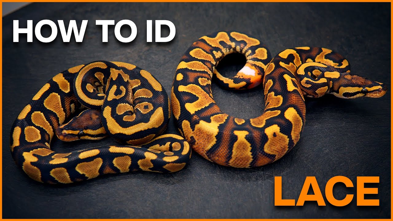 How to Identify Lace in Ball Pythons!