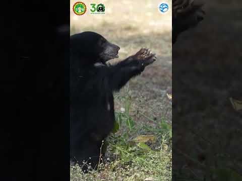 Tiny Sloth Bear Cub Rescued #wildliferescue