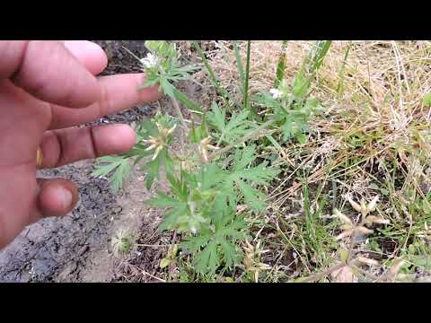Capital Naturalist: Carolina Cranesbill Geranium