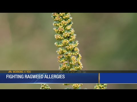 Fighting Ragweed Allergies