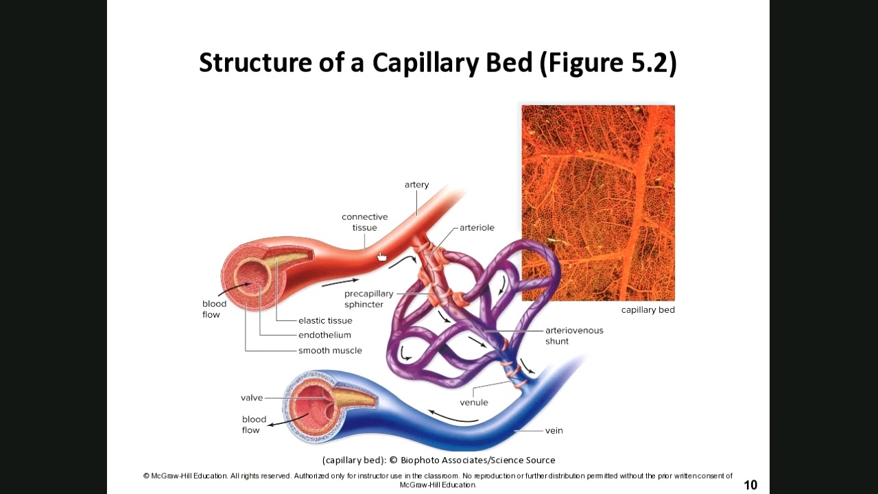 Human Biology Chapter 5 Cardiovascular System: Heart and Blood Vessels