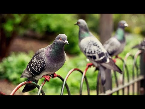 Why Is an Informant Called a ‘Stool Pigeon‘?