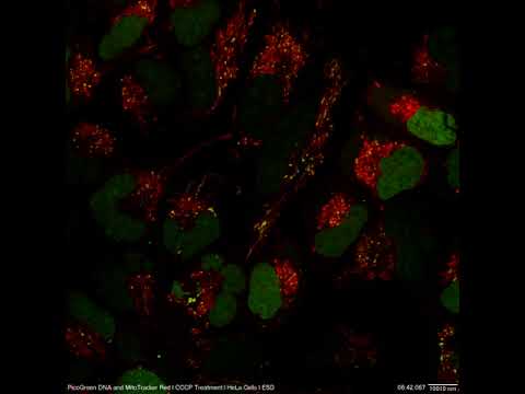HeLa Cells