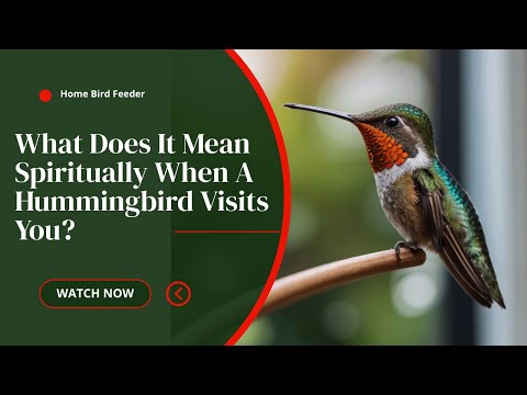 What Does It Mean Spiritually When A Hummingbird Visits You?
