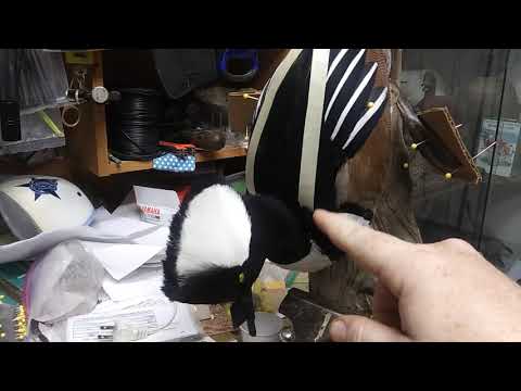 AAR TAXIDERMY: Gravity Assisted Hooded Merganser / Wood Duck / Strutting Turkey Mount Please 👍
