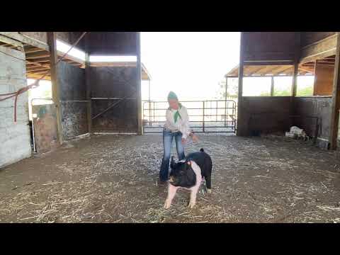 Kaylee Wheeler Los Banos Community 4-H - StockShowAuctions.com