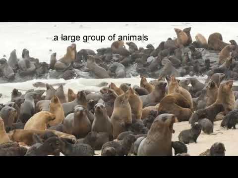 colony meaning | Vocabulary for Kids | Children's Dictionary | Learn English Vocabulary