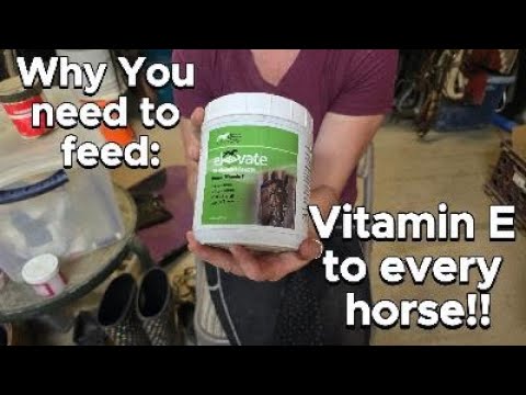 Why your horse NEEDS Elevate Vitamin E for horses