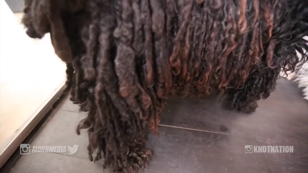 Ziggy The Puli’s Dreadlocks