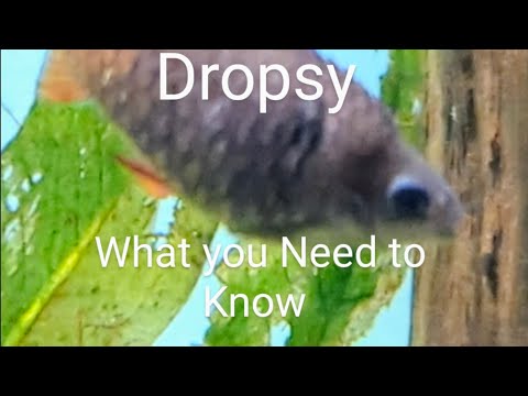 DROPSY: aka Pineconing Everything You Need To Know. Fish Illness
