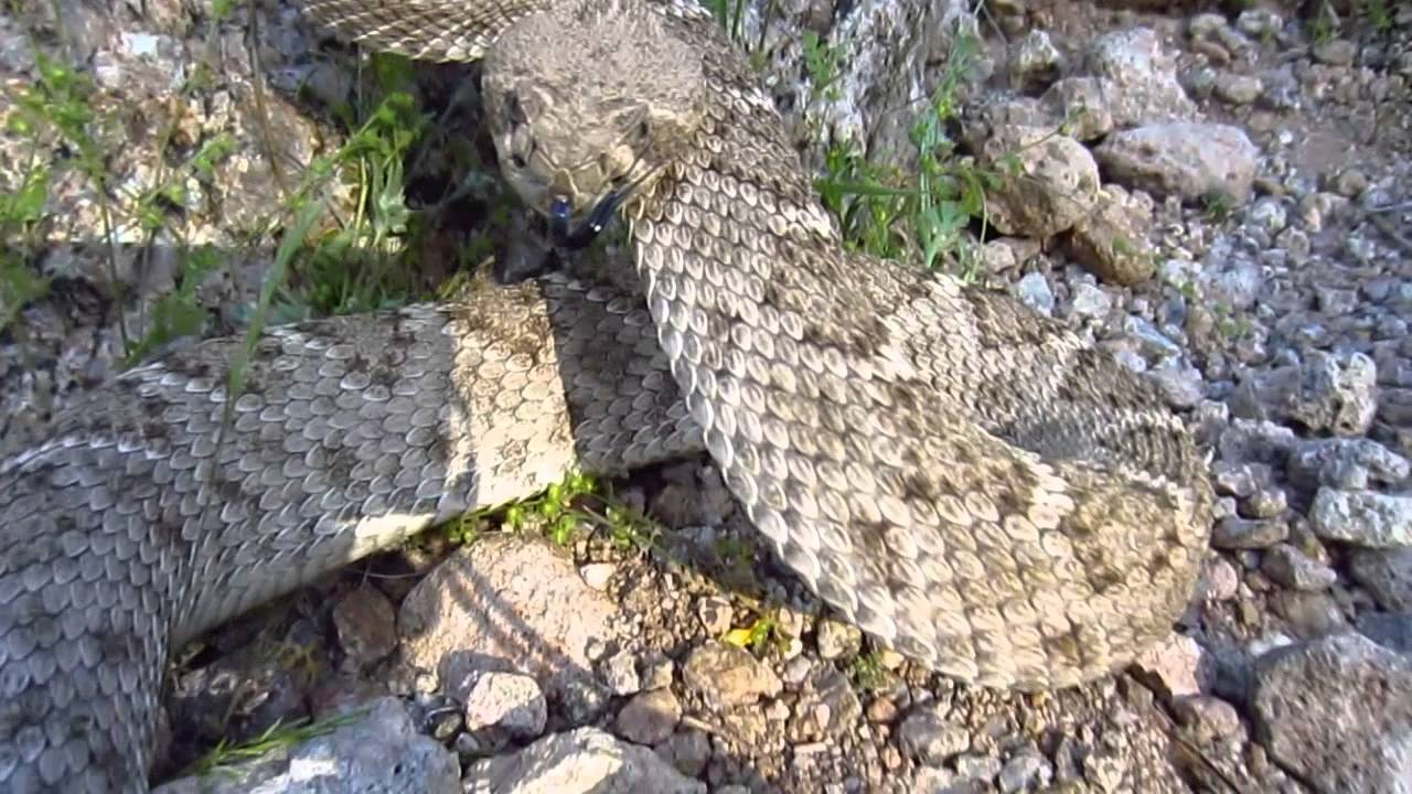 Rattlesnake Strike Compilation