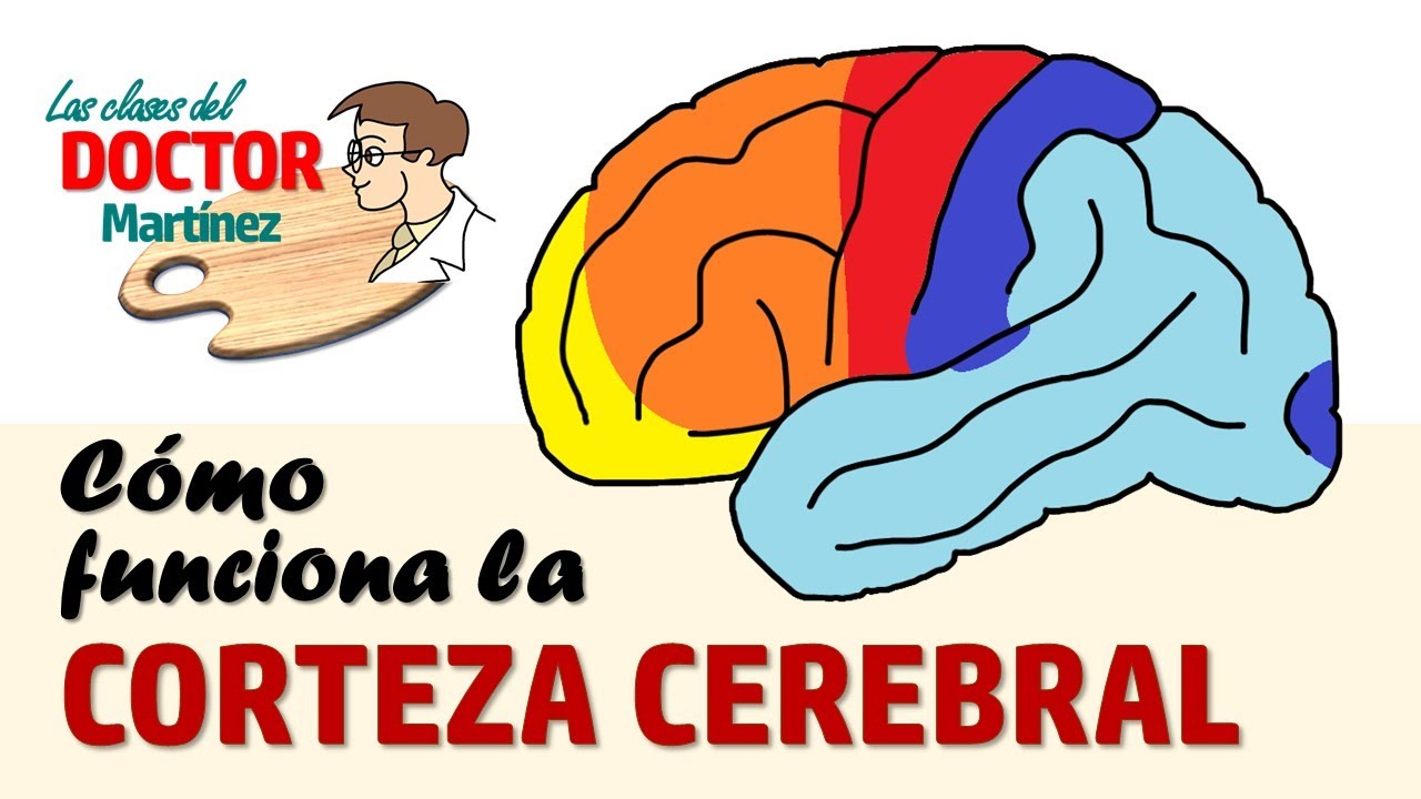Cómo funciona la corteza cerebral