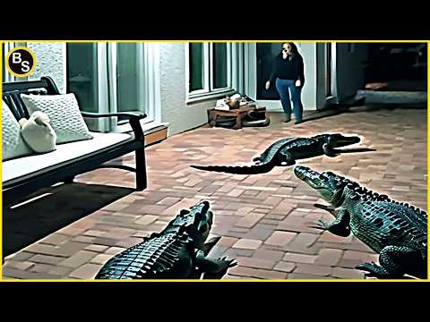 Craziest Animal Encounters Caught in Florida