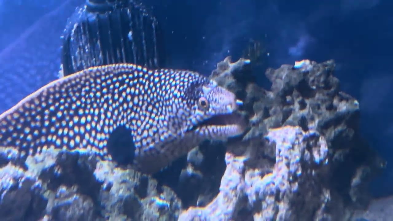 New White Spotted Dragon Moray Eel