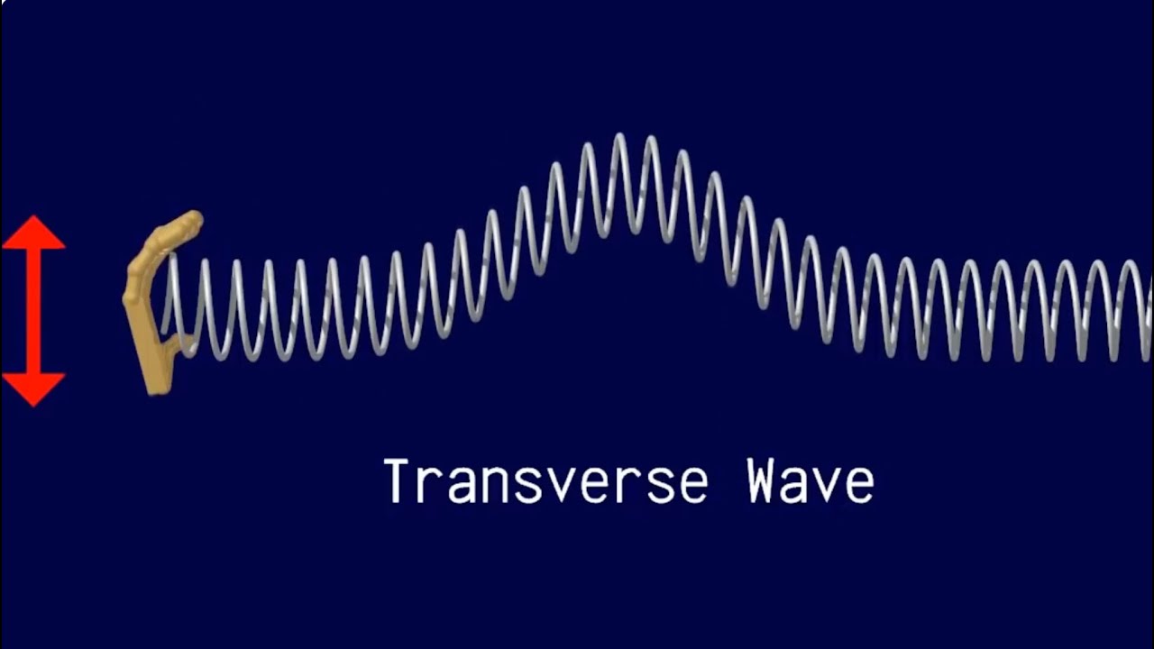 demonstrating long and transverse waves