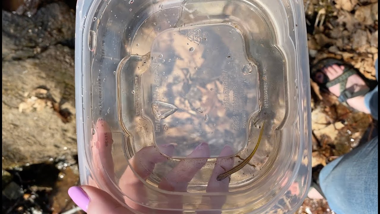SAHC Education Presents: Salamanders!
