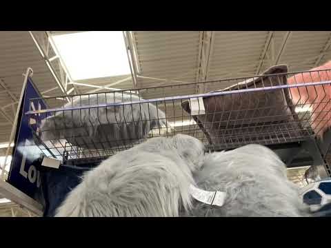Walmart Pillow , shop with me
