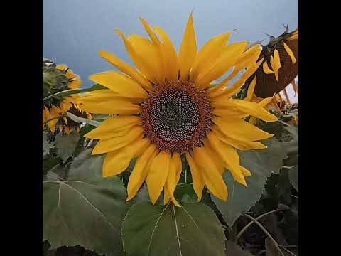 Flower,Sunflower,The symbol of love