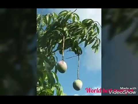 World best mangoes