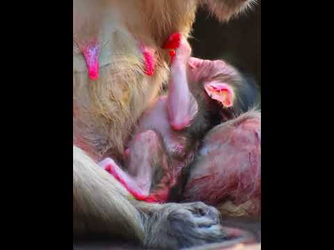 Just newborn baby macaque #monkey