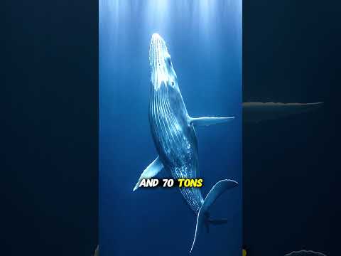 The 4 Largest Whales on Earth – Giants of the Deep! #history #marinemystery #facts #animals