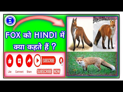 Fox meaning in Hindi | Fox ka matlab kya hota hai ? | Word meaning | Daily words | @Shabd Ka Arth |