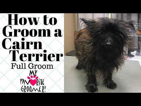How To Groom a Cairn Terrier
