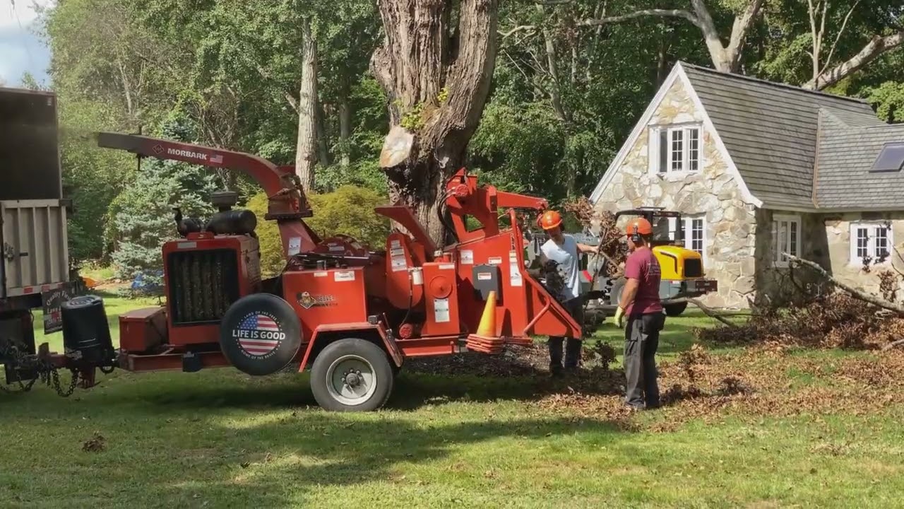 Safe Tree Removal in Albemarle County with Albemarle Felling Pro
