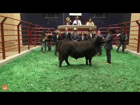 Best of the West TX Angus Bull Sale Ft Worth TX JAN 2025_Jan24_13-31-36.mp4