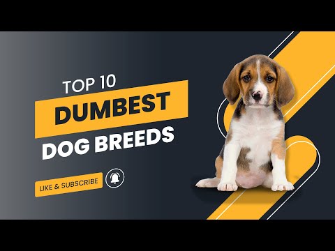 TOP 10 DOGS WITH LOW IQ