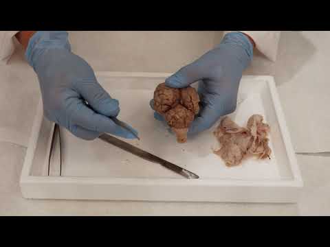 Sheep Brain Dissection: Detailed View