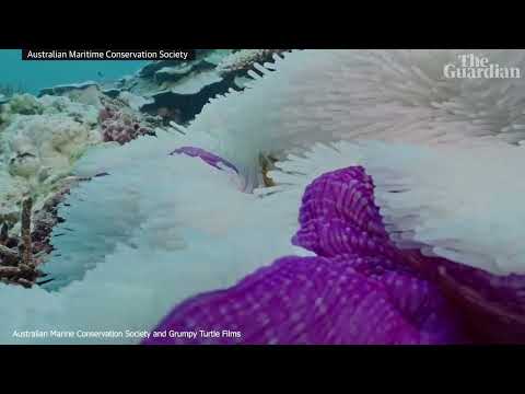 Ocean Acidification (MMS3333 Bio. Oceanography)