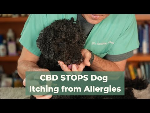 CBD Substantially Improves Atopic Dermatitis in Dogs